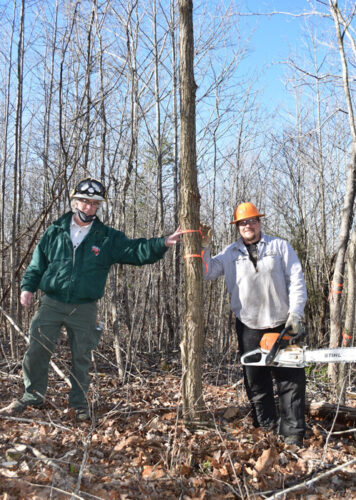 Forest Thinning Techniques for Wildlife Habitat - Grit
